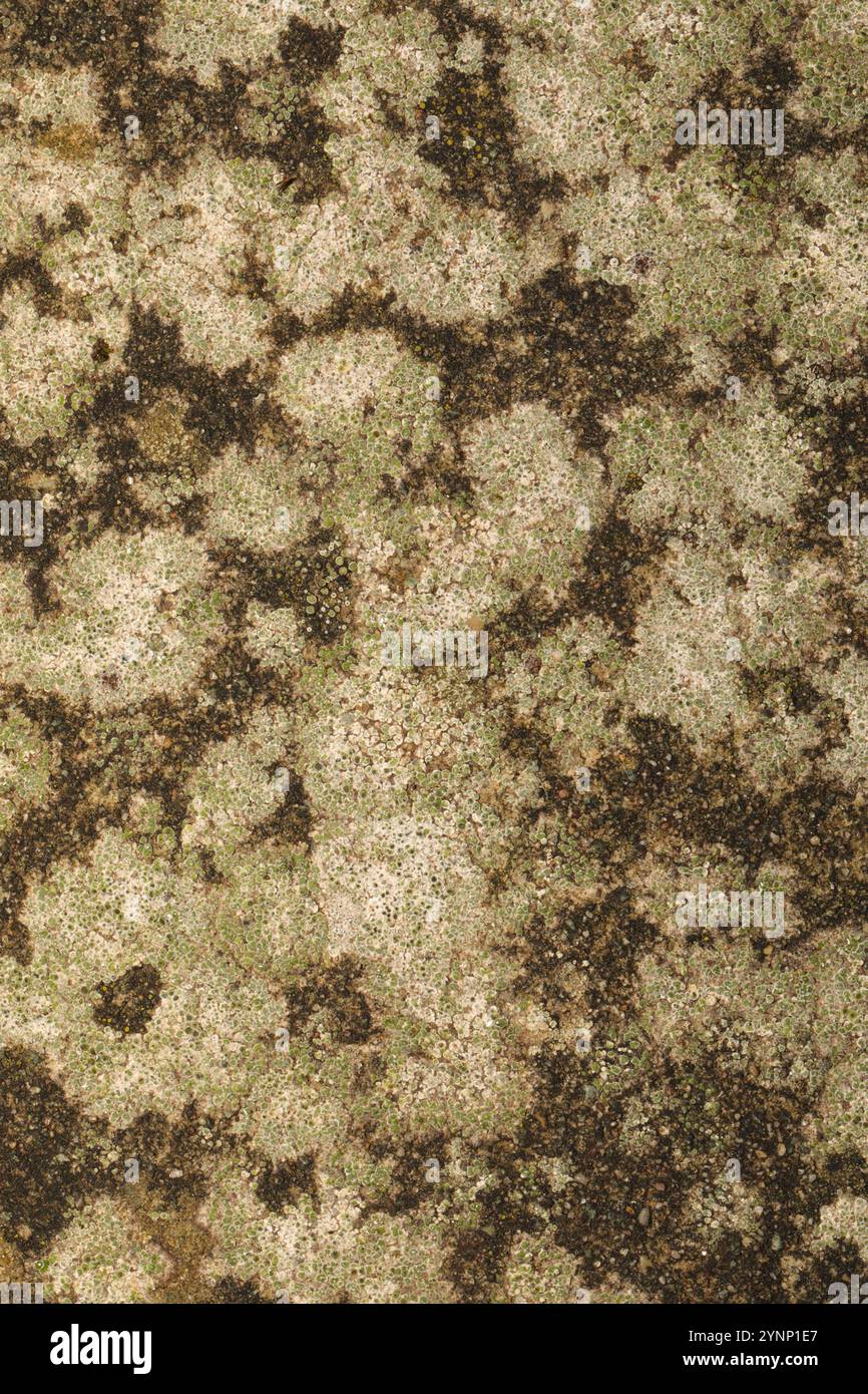 Chiseled Sunken Disk Lichen (Circinaria contorta Stock Photo - Alamy