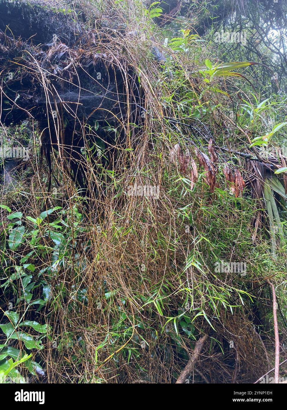 Winika (Dendrobium cunninghamii Stock Photo - Alamy