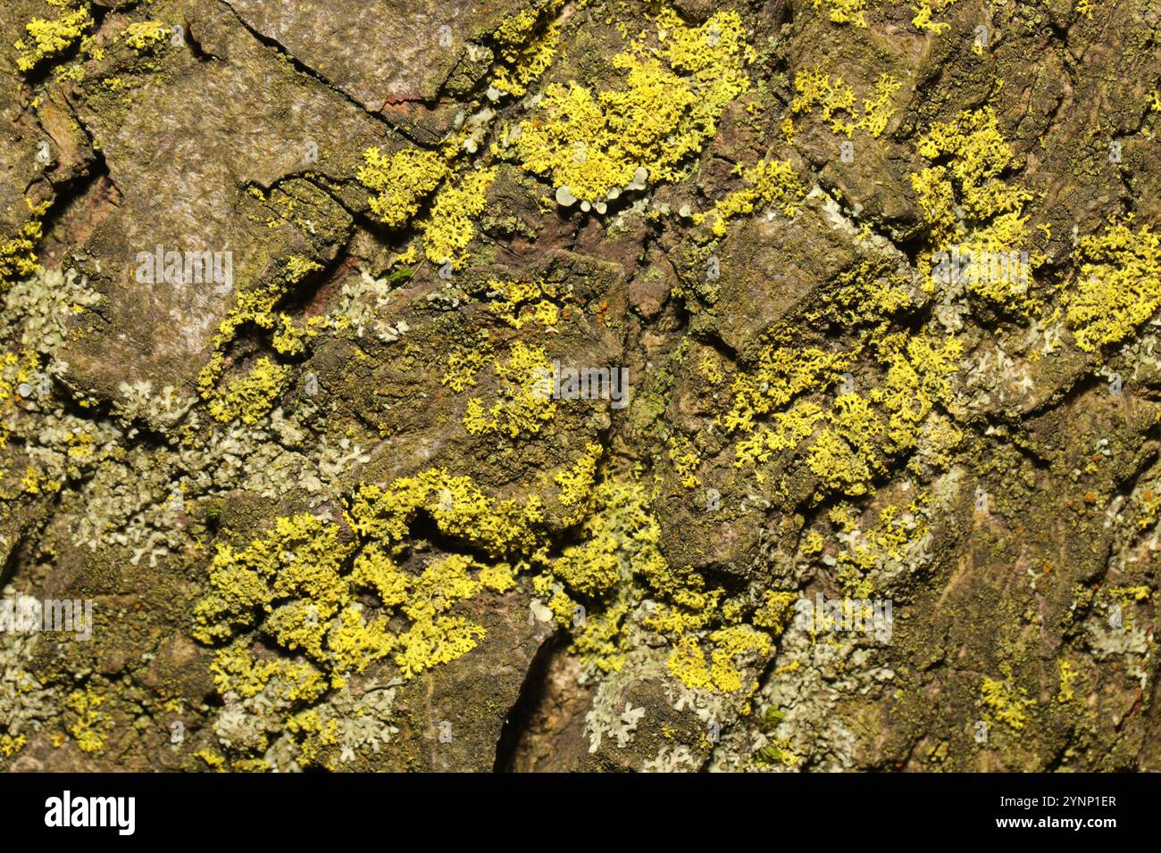 Candleflame Lichen (Candelaria concolor Stock Photo - Alamy