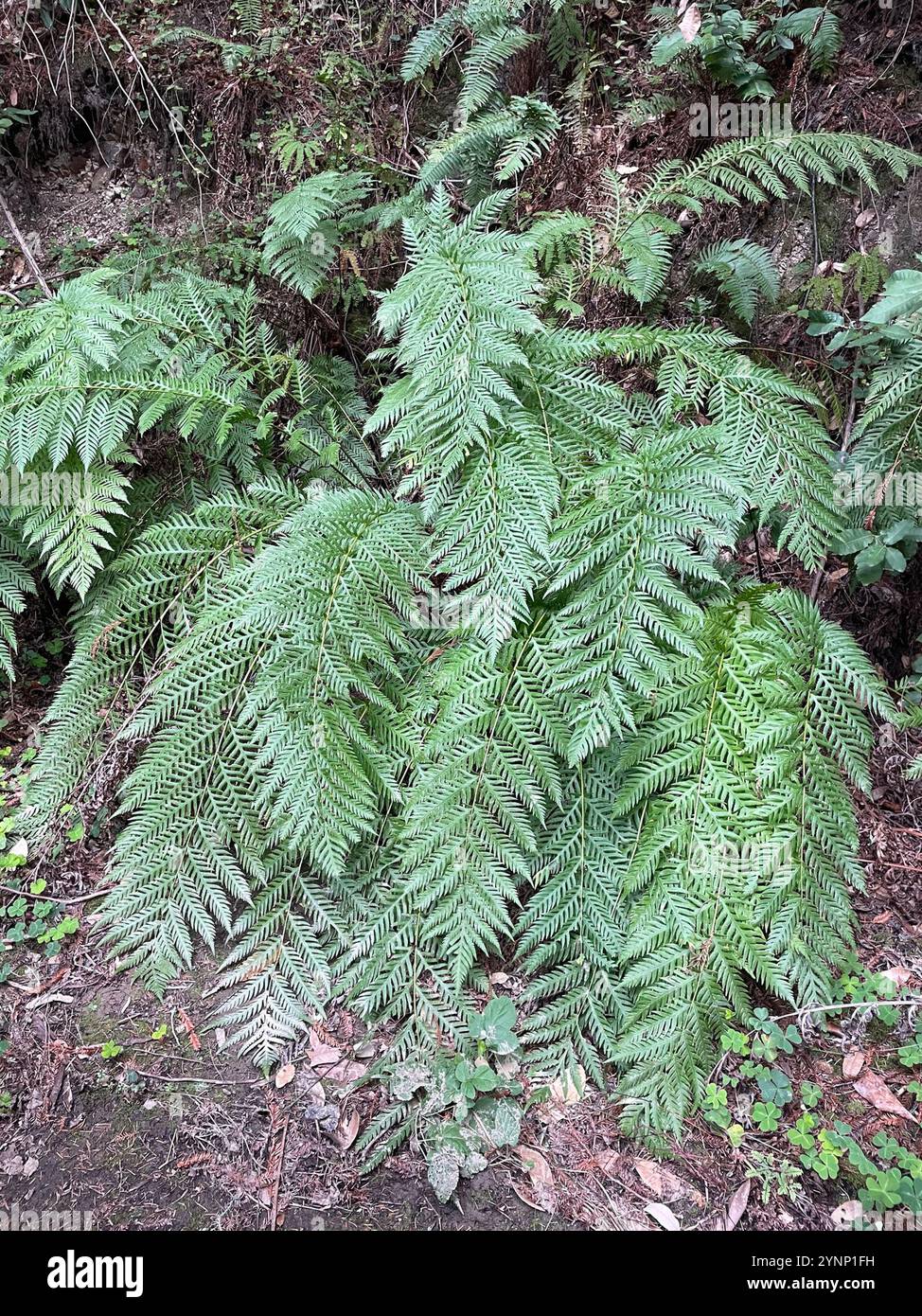 giant chain fern (Woodwardia fimbriata Stock Photo - Alamy