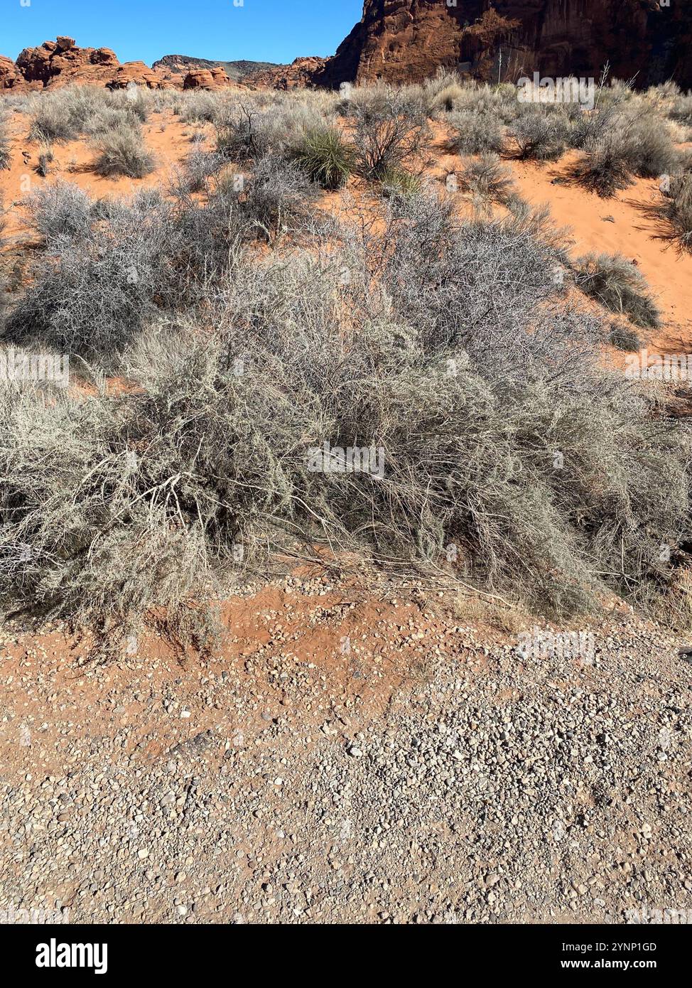 sand sagebrush (Artemisia filifolia Stock Photo - Alamy