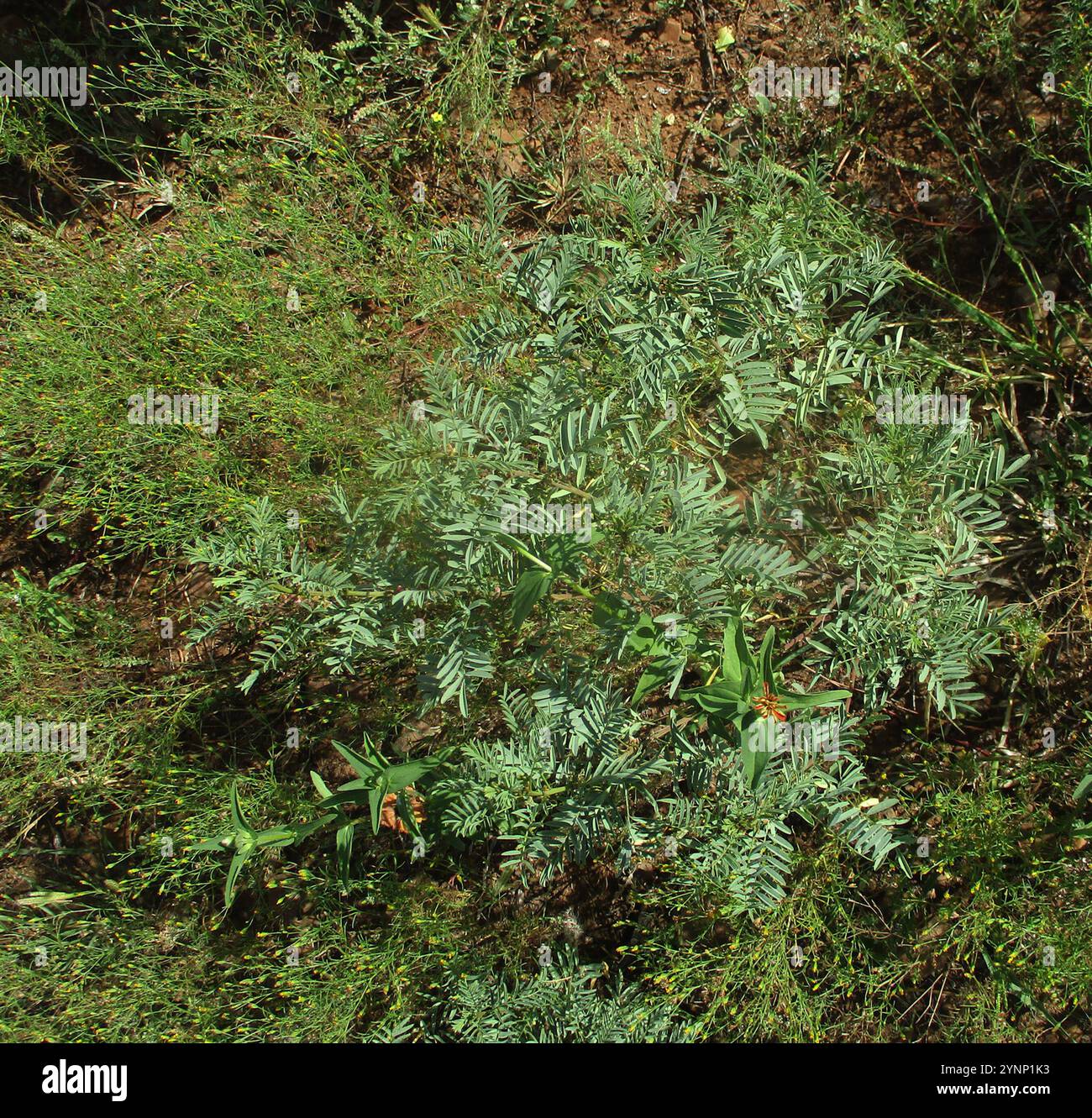 (Indigofera cryptantha cryptantha Stock Photo - Alamy