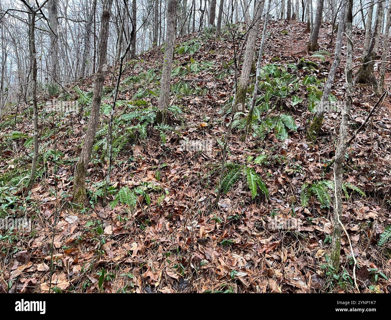 Christmas fern (Polystichum acrostichoides Stock Photo - Alamy