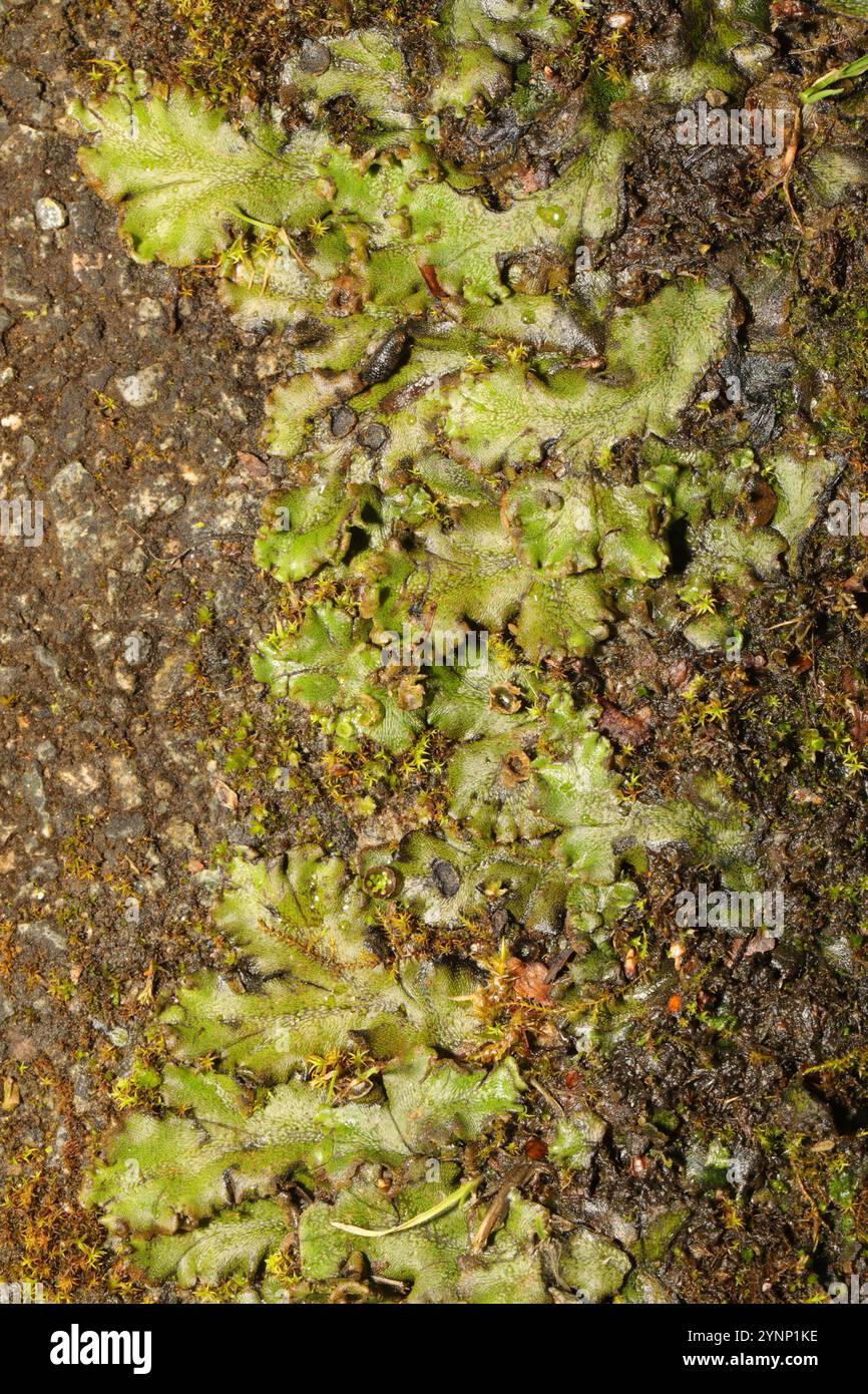 Common Liverwort (Marchantia polymorpha Stock Photo - Alamy