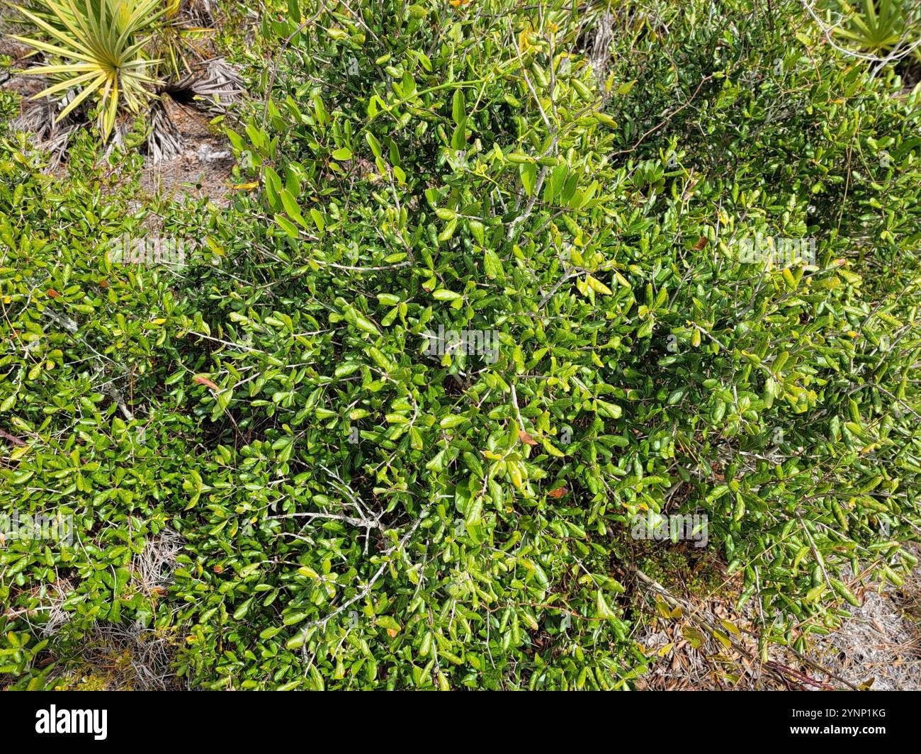 Myrtle Oak (Quercus myrtifolia Stock Photo - Alamy