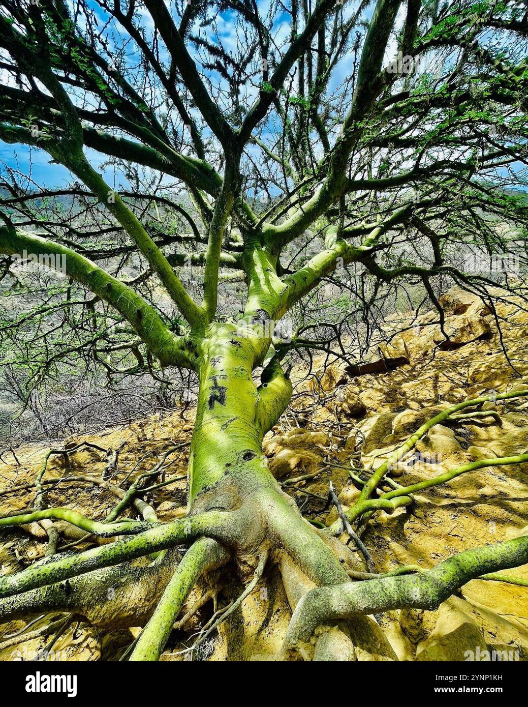 Parkinsonia praecox hi-res stock photography and images - Alamy