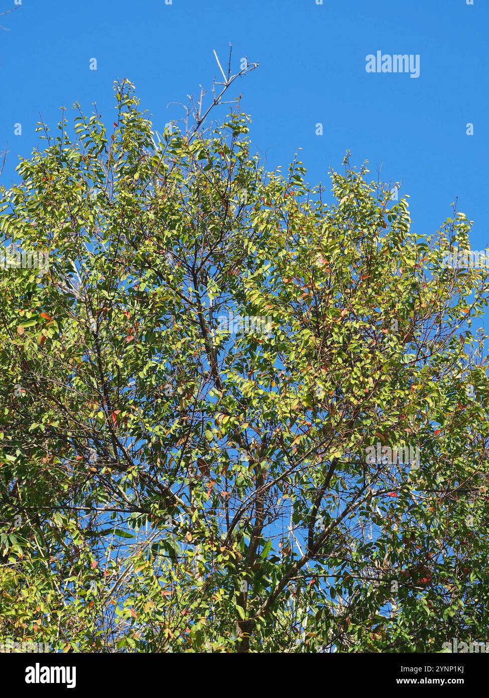 Pop-gun Seed (Bridelia tomentosa Stock Photo - Alamy