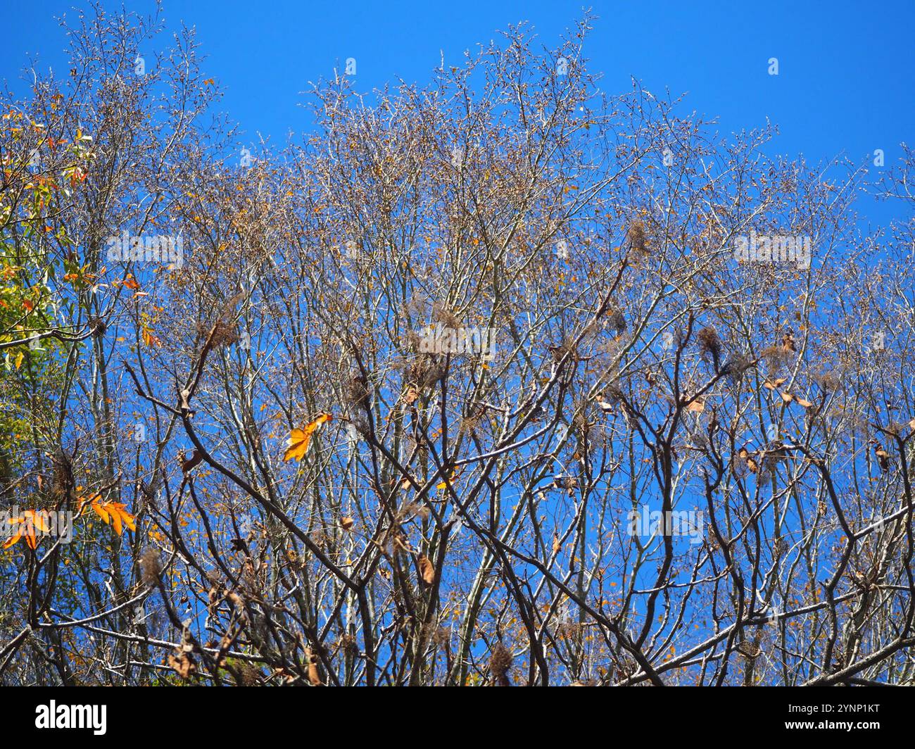 (Rhus chinensis roxburghii Stock Photo - Alamy