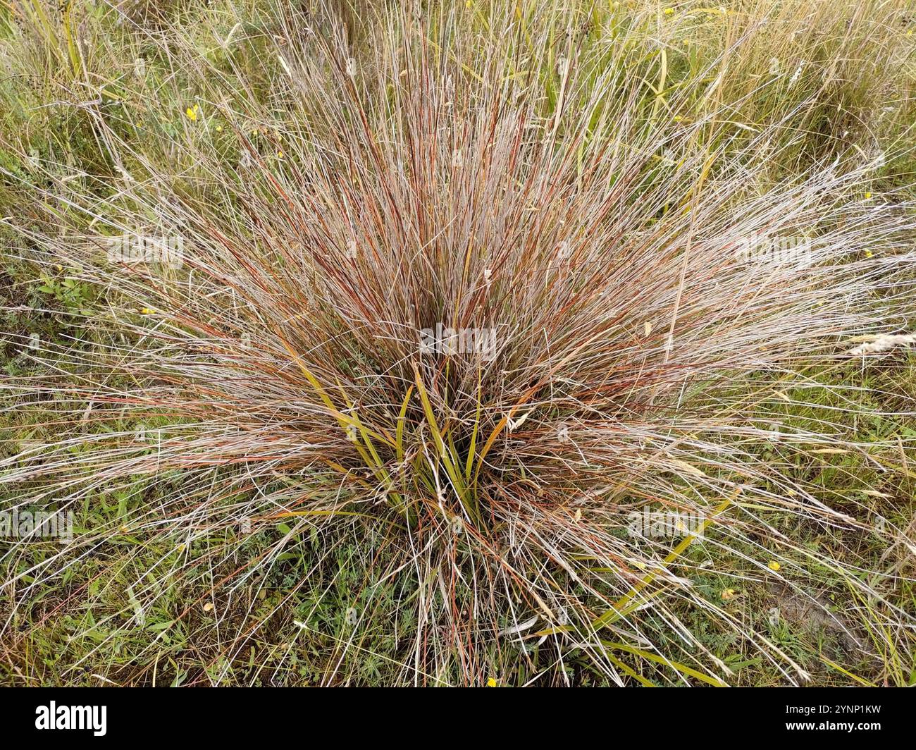 Bog Rush (Schoenus pauciflorus Stock Photo - Alamy