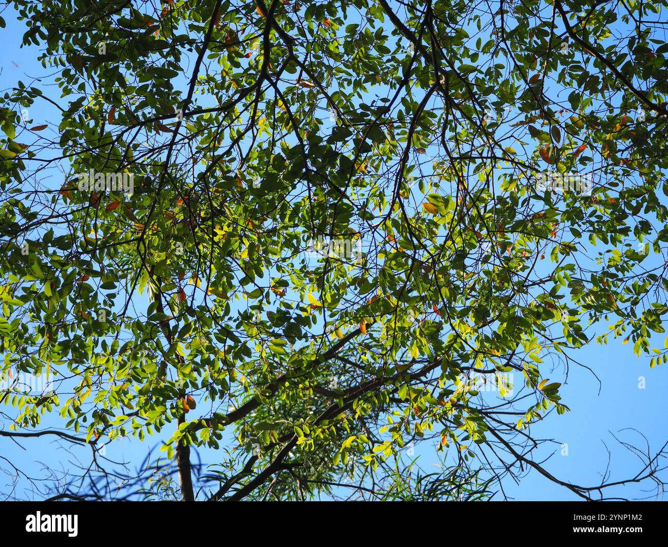 Pop-gun Seed (Bridelia tomentosa Stock Photo - Alamy