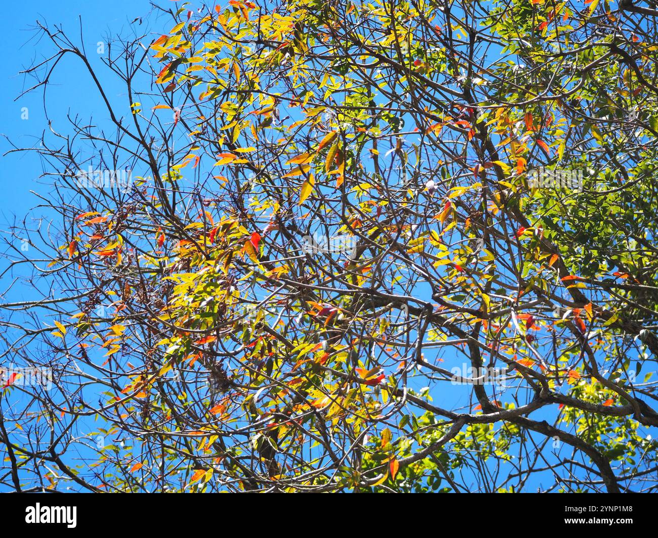 Japanese wax tree hi-res stock photography and images - Alamy