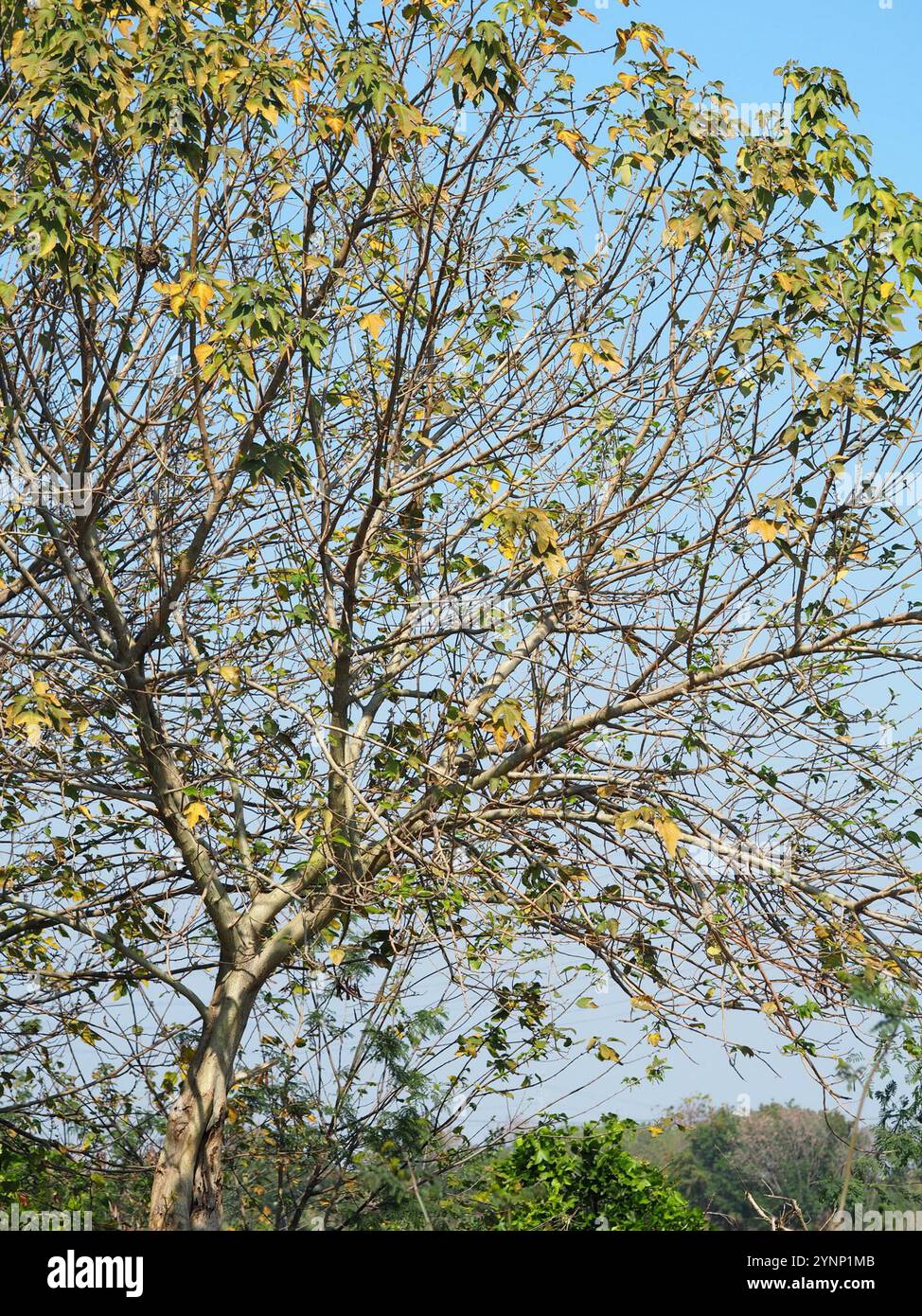 Paper mulberry (Broussonetia papyrifera Stock Photo - Alamy