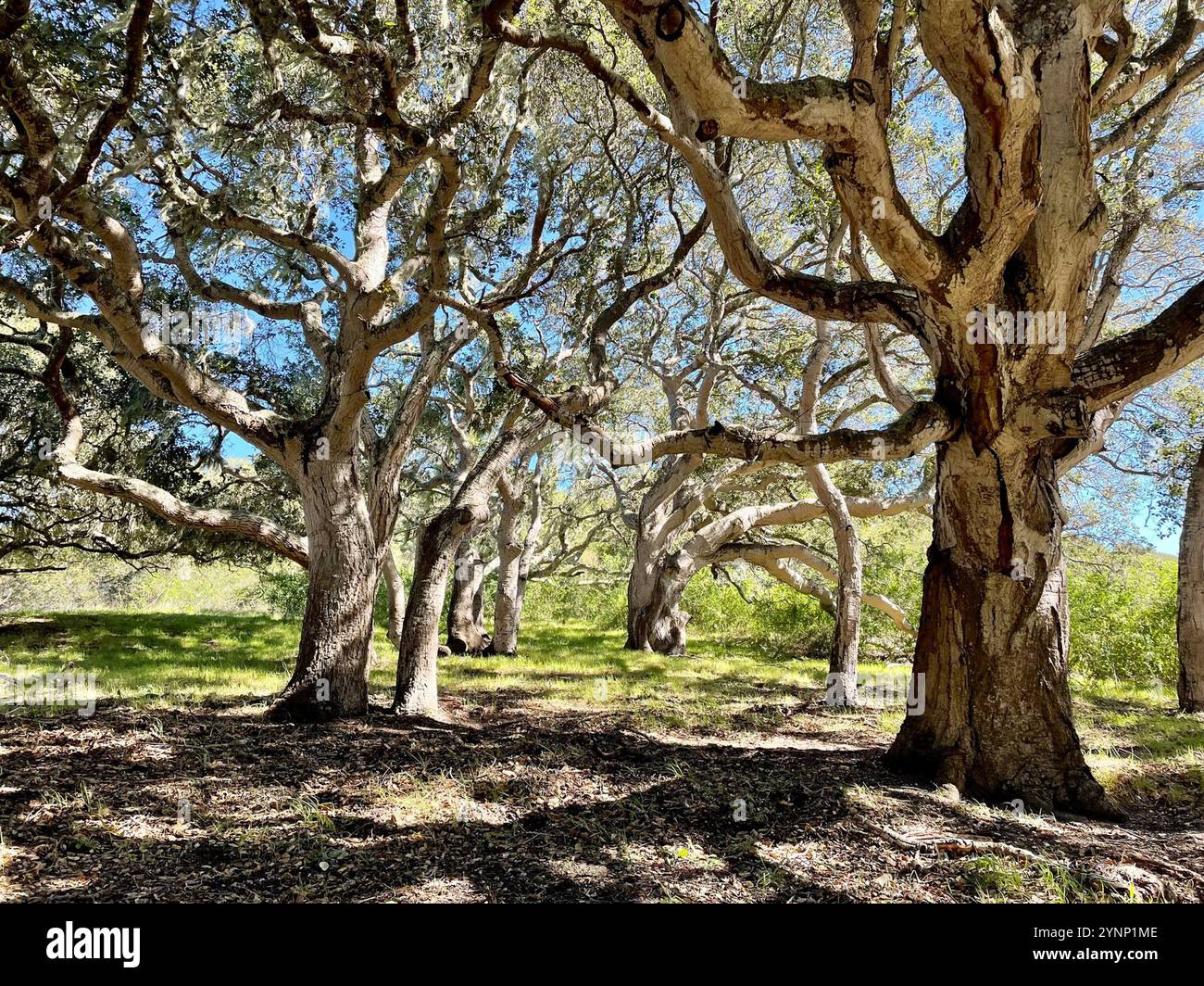 coast live oak (Quercus agrifolia Stock Photo - Alamy