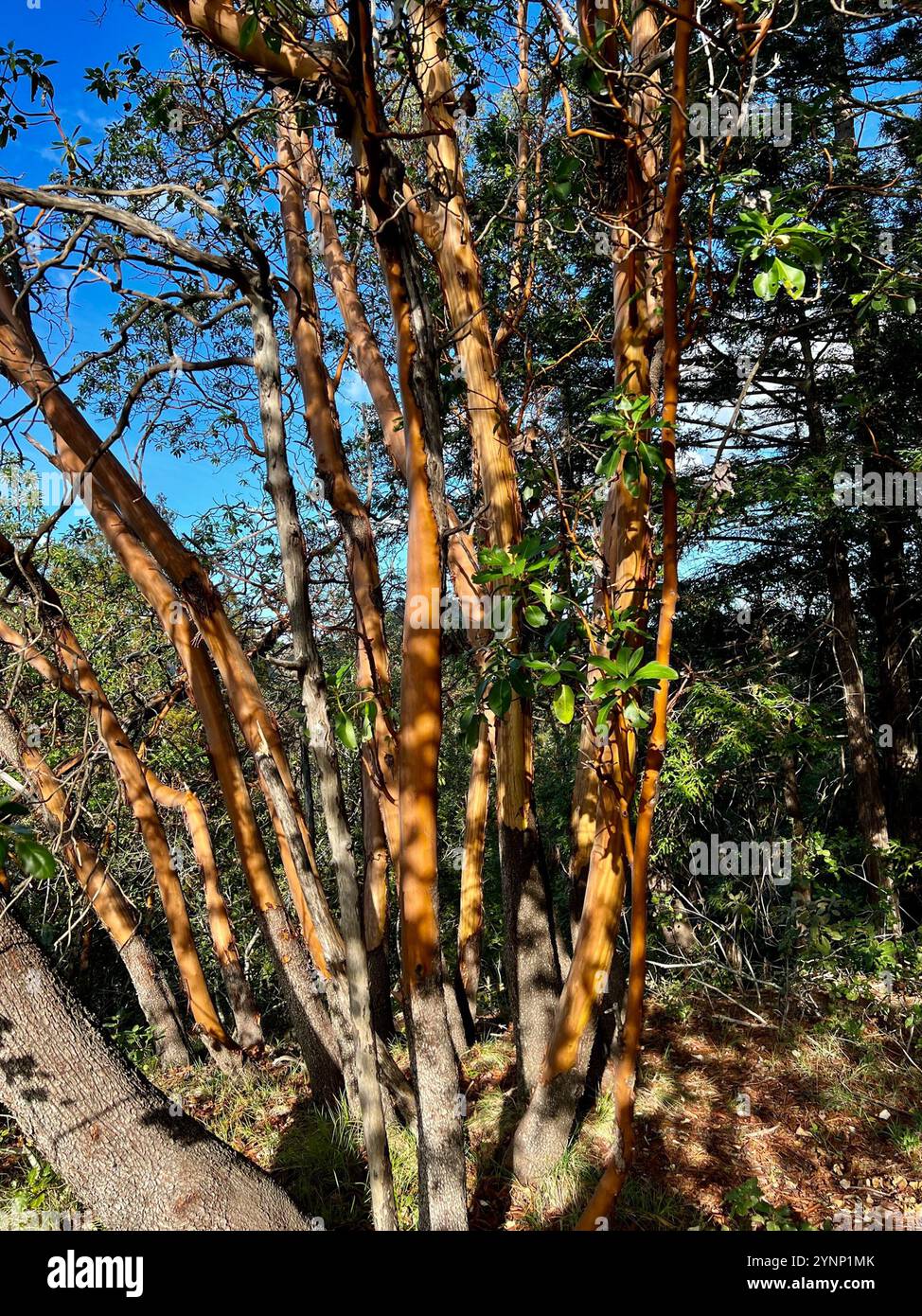 Pacific madrone (Arbutus menziesii Stock Photo - Alamy