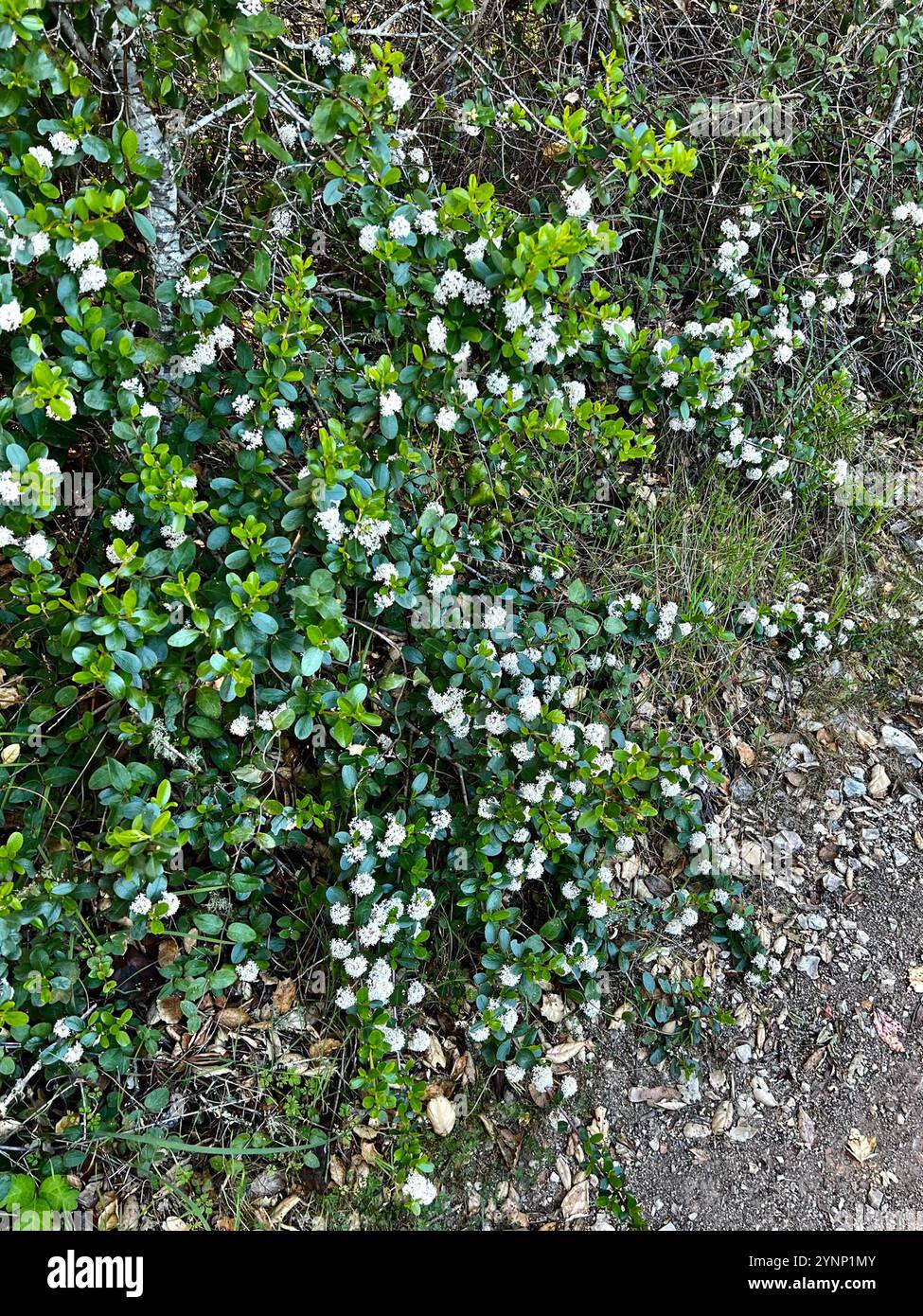 Buckbrush (Ceanothus cuneatus Stock Photo - Alamy
