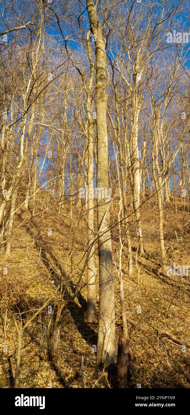 bitternut hickory (Carya cordiformis Stock Photo - Alamy