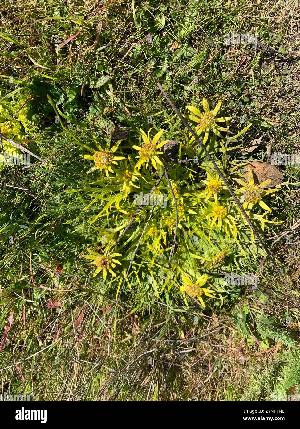 Sanicula arctopoides hi-res stock photography and images - Alamy