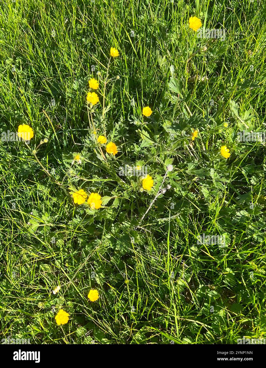 California buttercup (Ranunculus californicus Stock Photo - Alamy