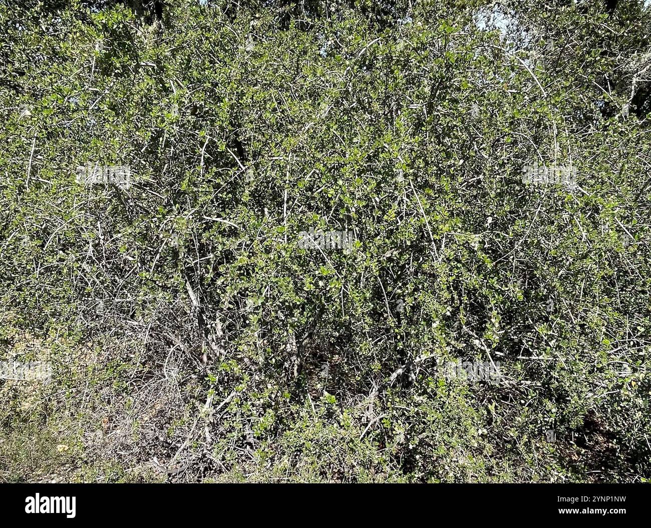 Buckbrush (Ceanothus cuneatus Stock Photo - Alamy