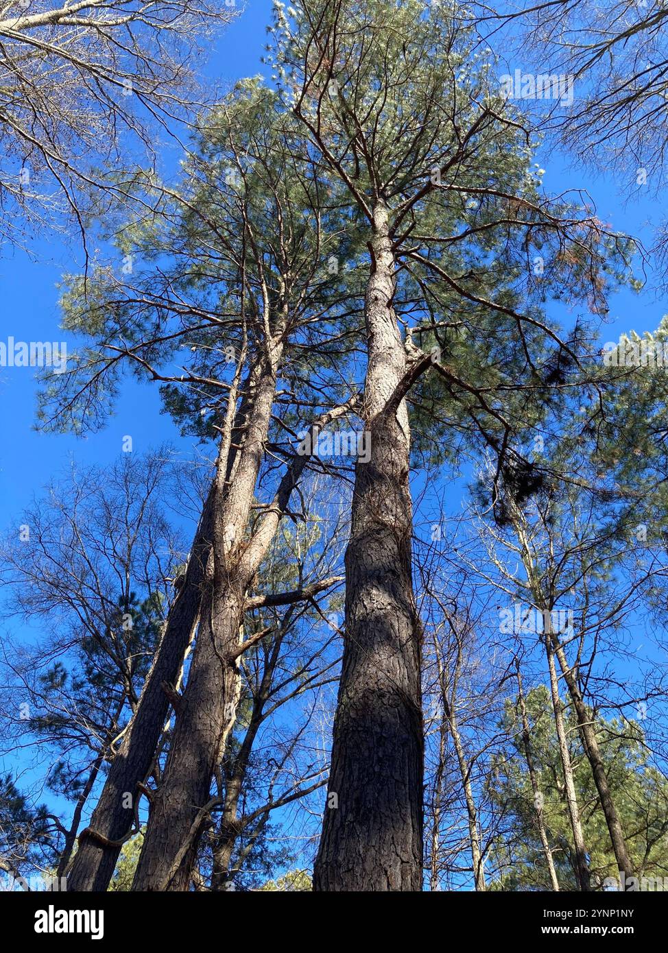 loblolly pine (Pinus taeda Stock Photo - Alamy