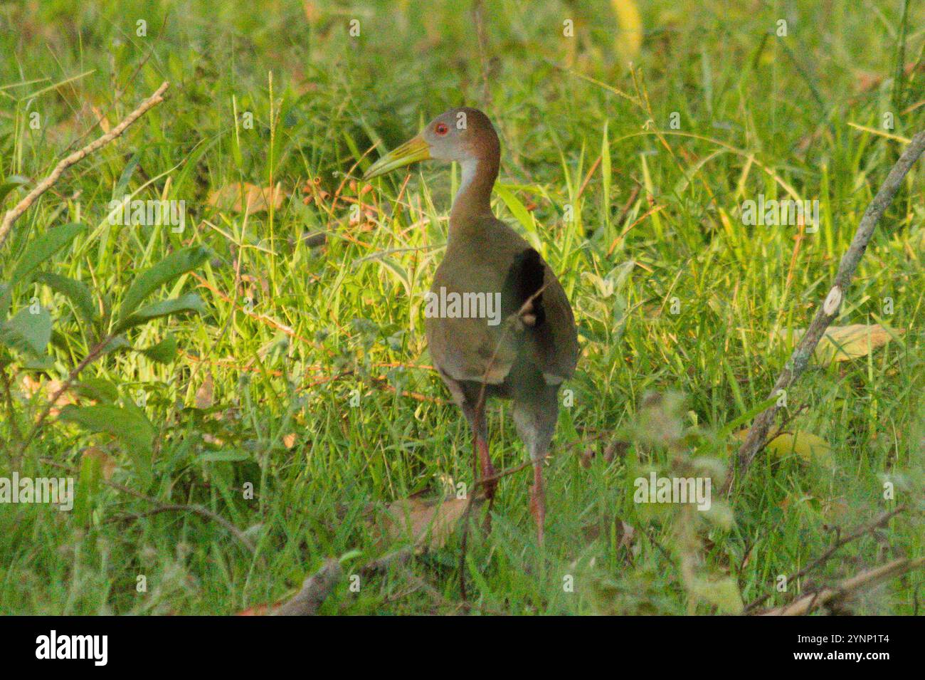 Giant Wood-Rail (Aramides ypecaha Stock Photo - Alamy