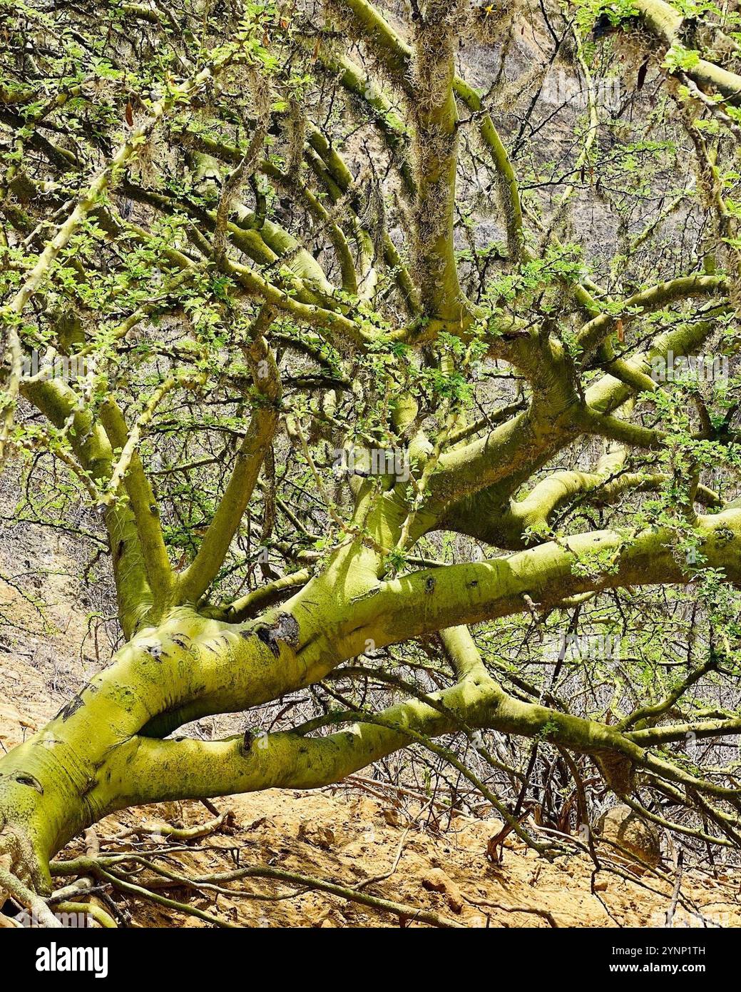 palo brea (Parkinsonia praecox Stock Photo - Alamy