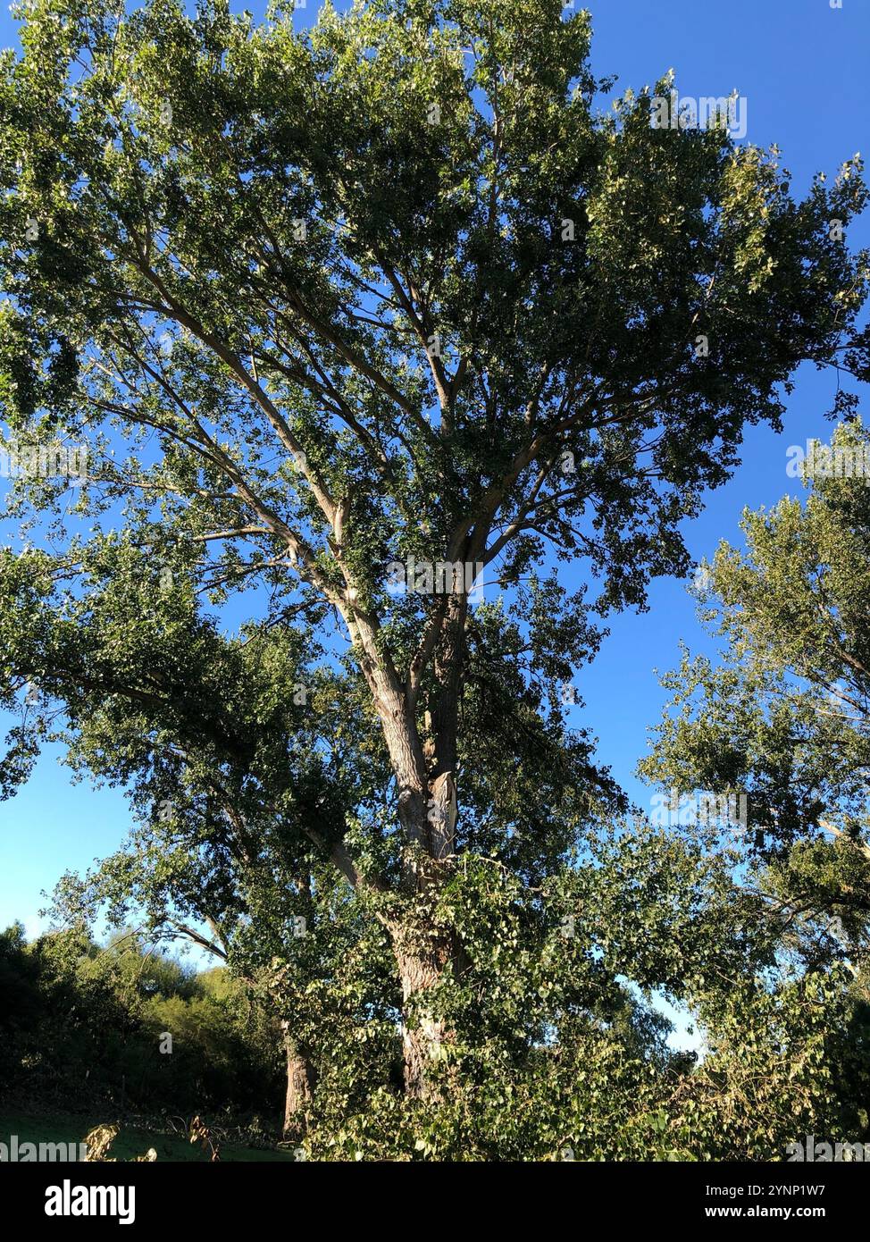 Eastern Cottonwood (Populus deltoides Stock Photo - Alamy