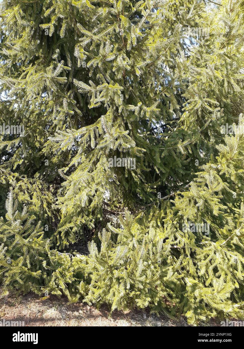pine family (Pinaceae Stock Photo - Alamy