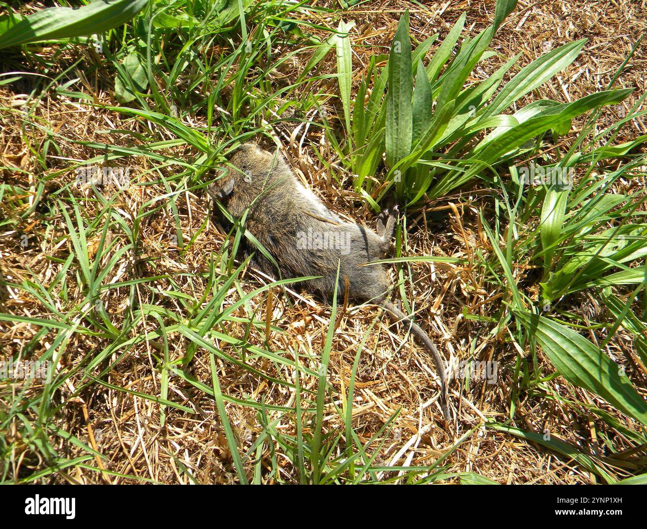 Old World Rats (Rattus Stock Photo - Alamy