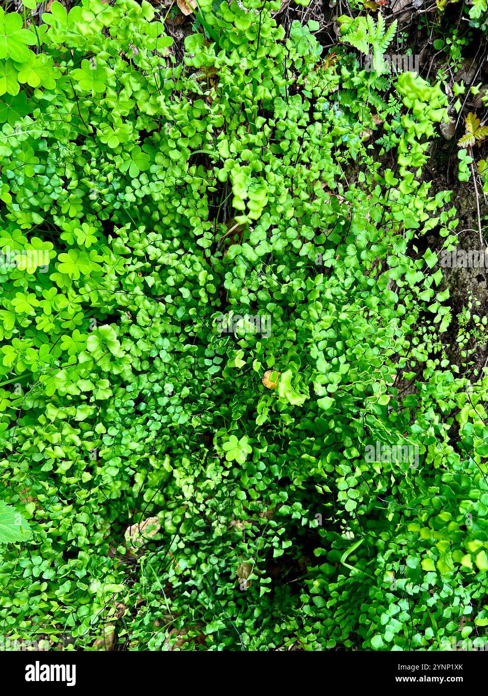 California Maidenhair Fern (Adiantum jordanii Stock Photo - Alamy