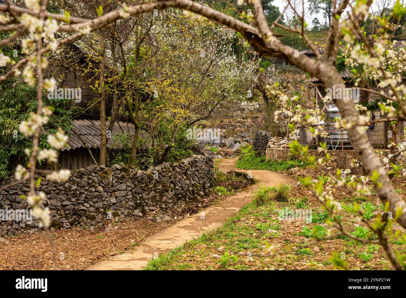 Spring and the peaceful life of the Hmong ethnic group in Ha Giang ...