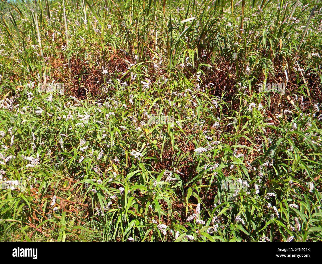 Bristly Snakeroot (Persicaria madagascariensis Stock Photo - Alamy