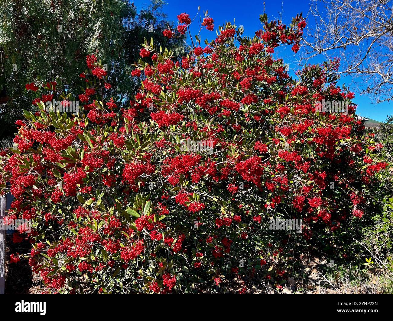 Toyon (Heteromeles arbutifolia Stock Photo - Alamy