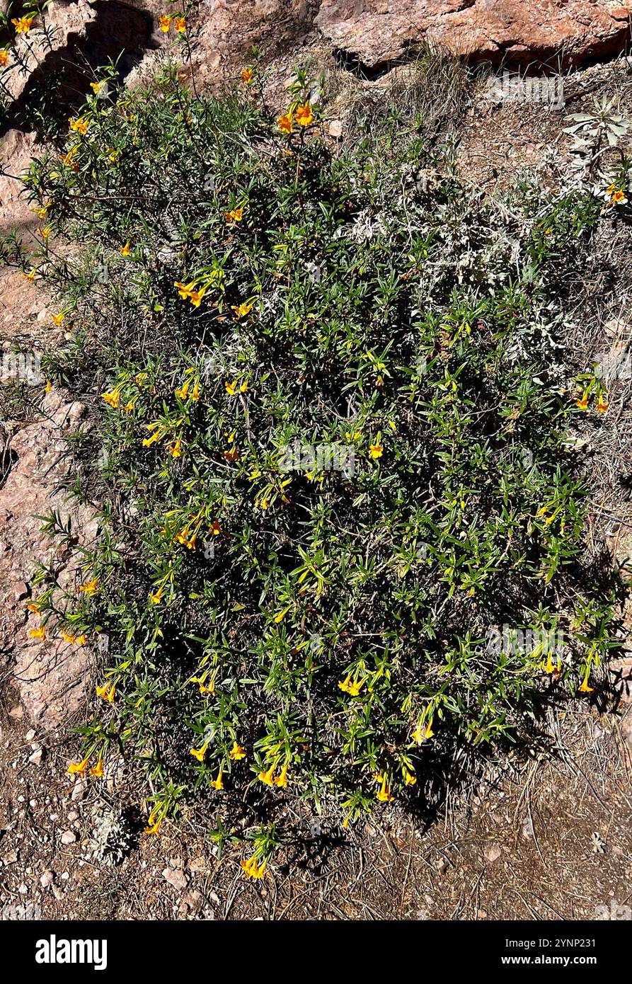 orange bush monkeyflower (Diplacus aurantiacus Stock Photo - Alamy