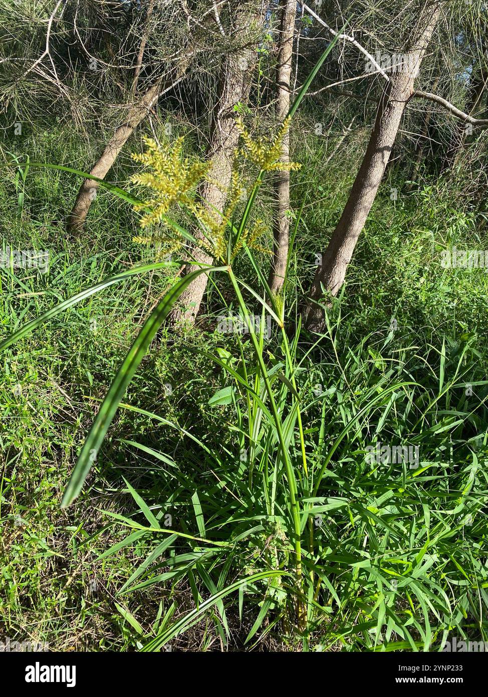 Giant Sedge (Cyperus exaltatus Stock Photo - Alamy