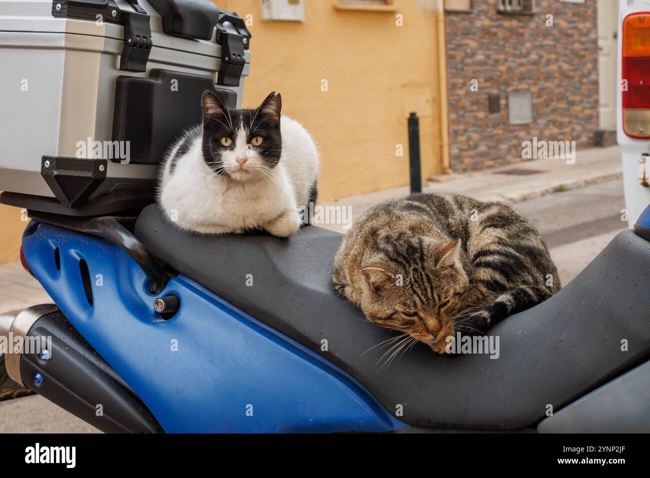 Two stray cats rest on the seat of a motorcycle on the street, Alcoy ...