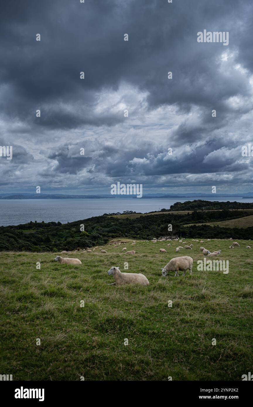 A flock of sheep enjoying the view at the Shakespeare Regional Park, Auckland, New Zealand Stock ...