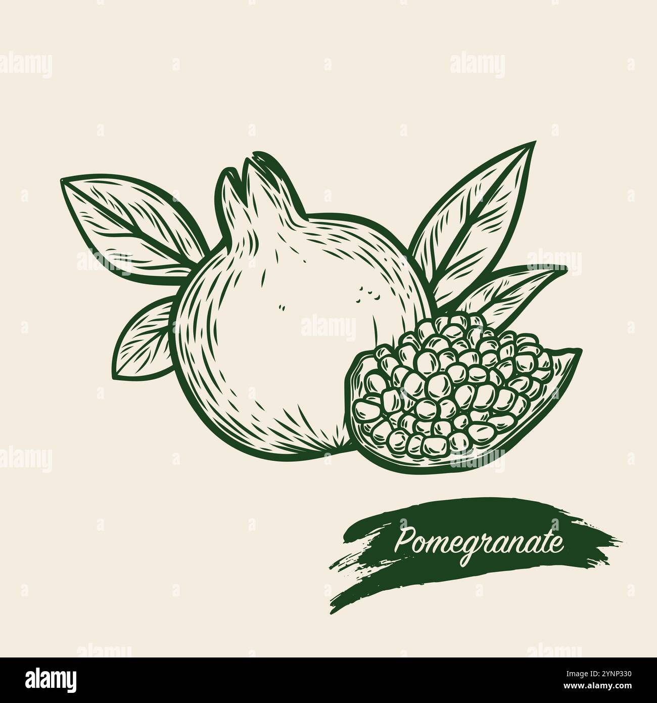 Pomegranate fruit in line drawing style Stock Vector Image & Art - Alamy