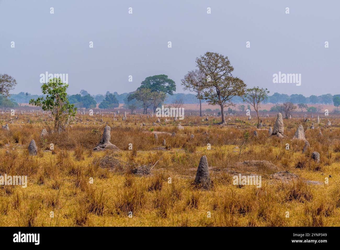 View of termite mounts in the savanna landscape along the ...