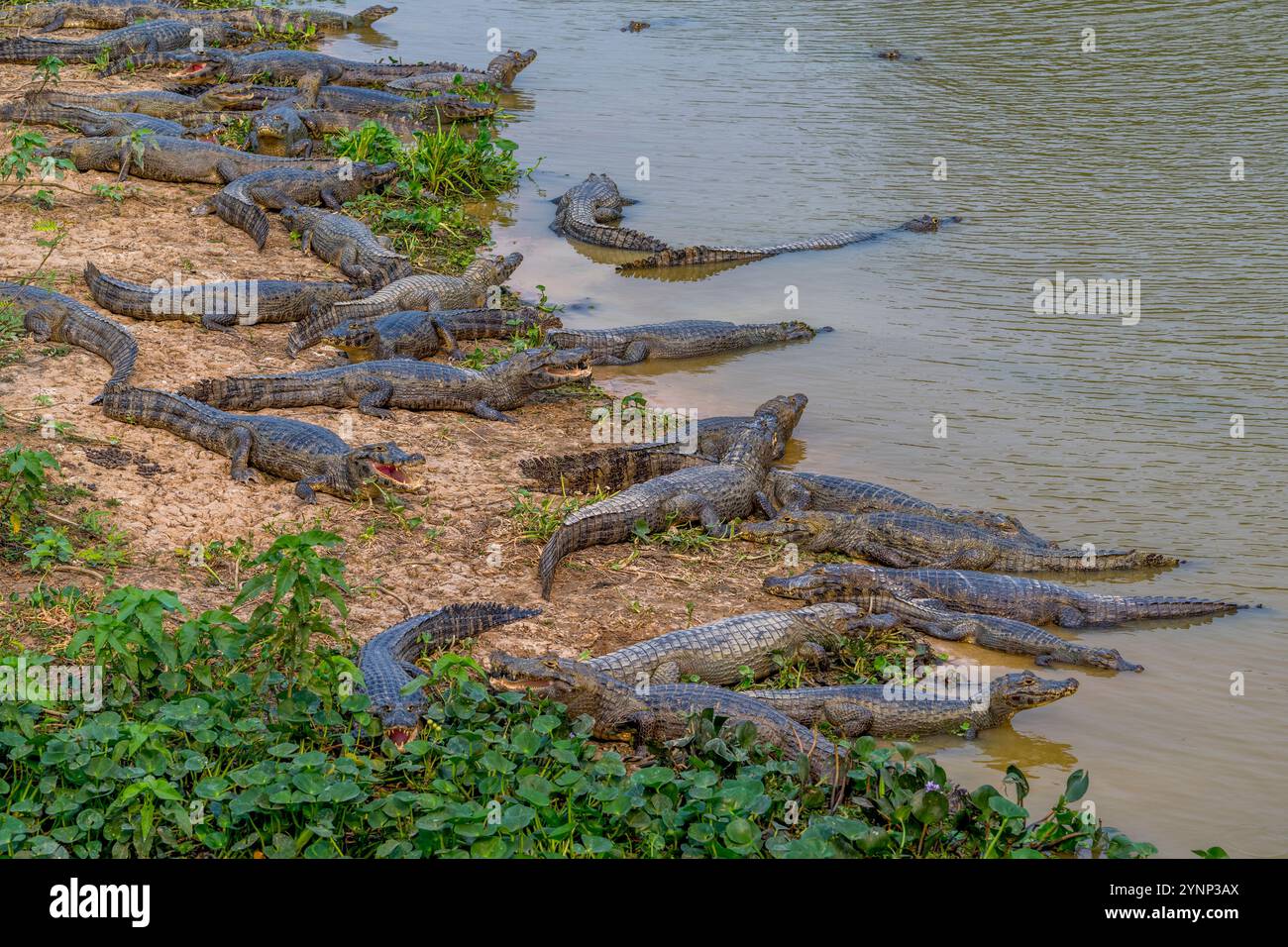 Yacare caimans (Caiman yacare) on a beach at a pond along the ...