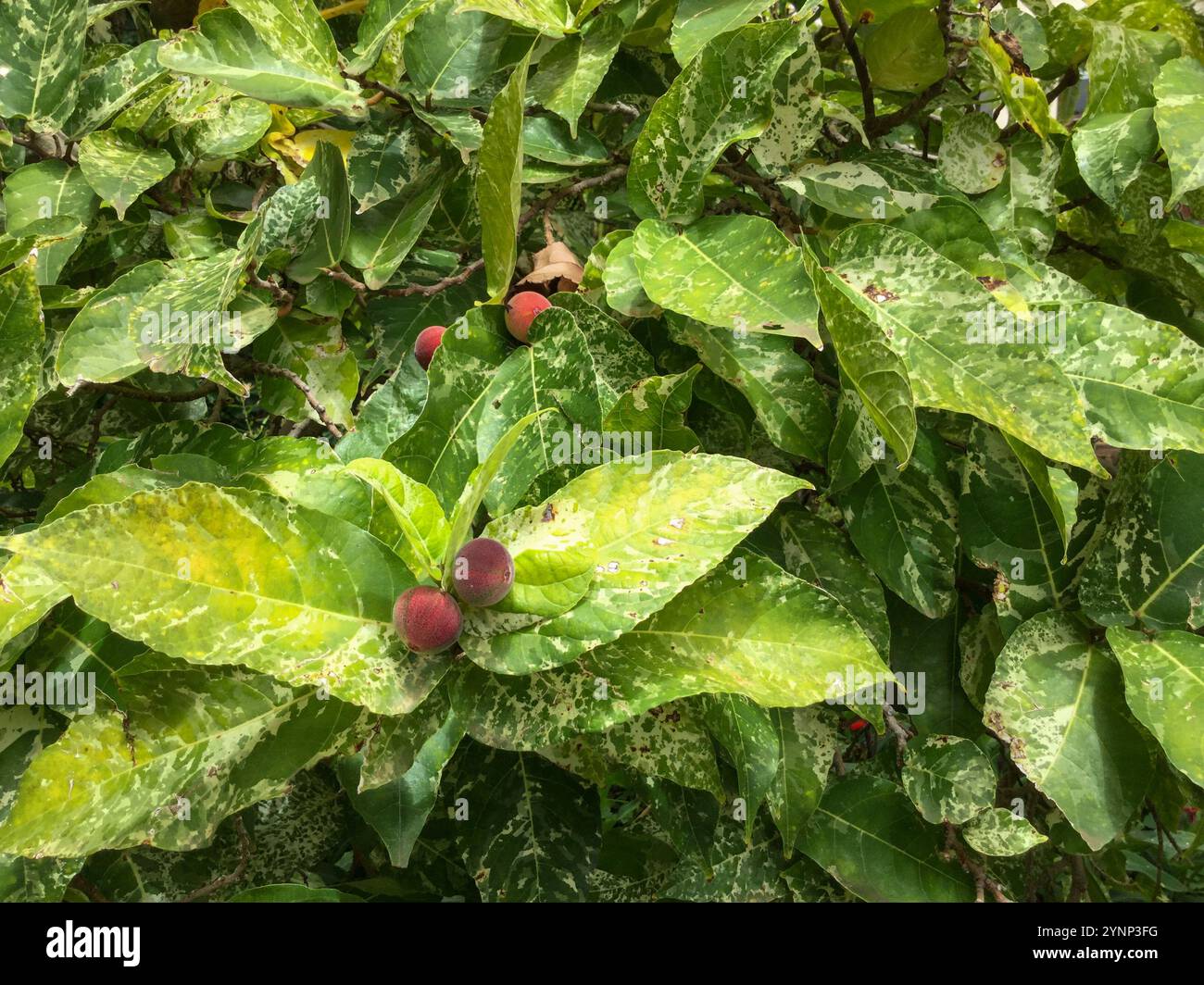 Lush foliage showcases cluster hi-res stock photography and images - Alamy