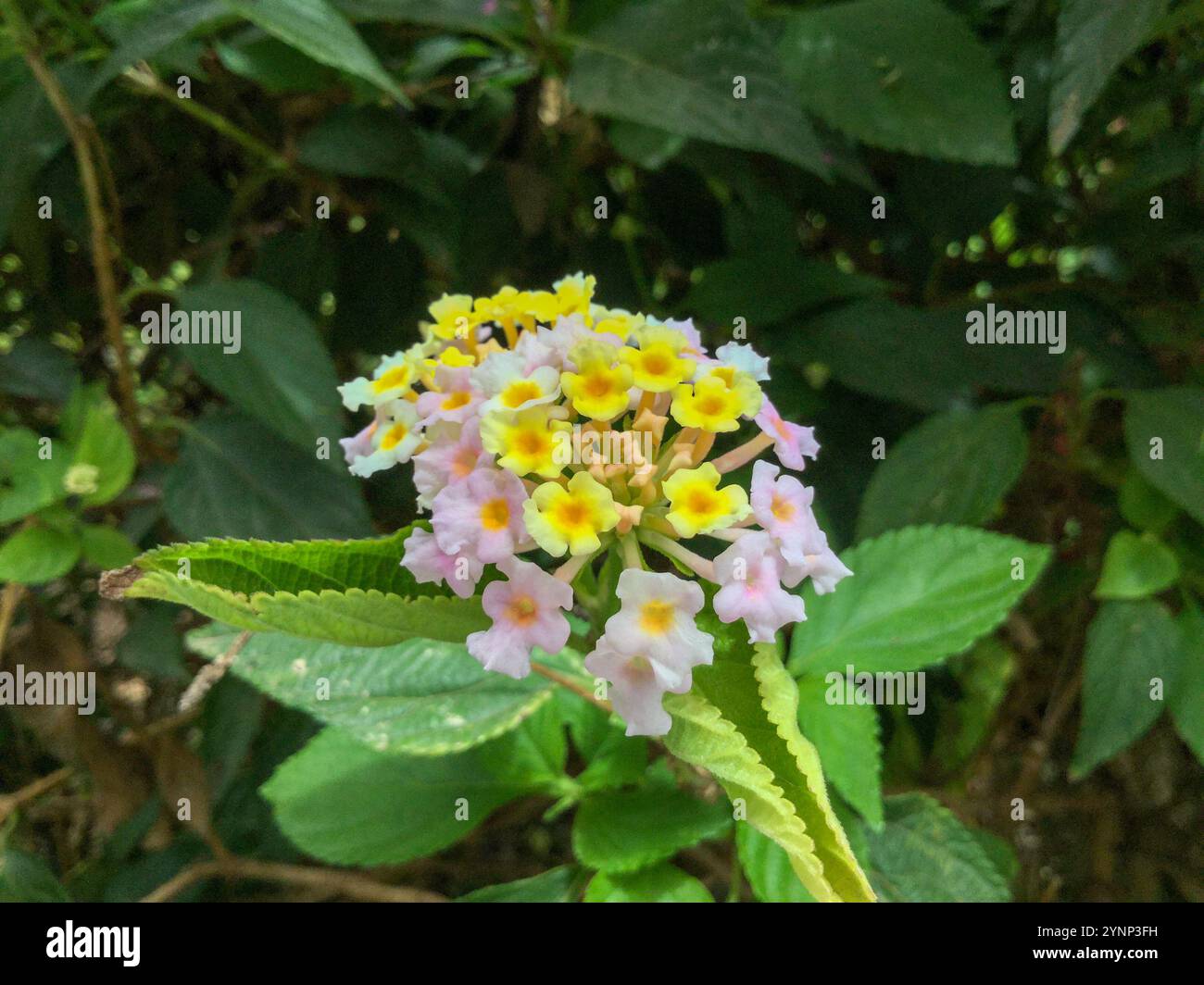 Cluster showcases delicate hi-res stock photography and images - Alamy
