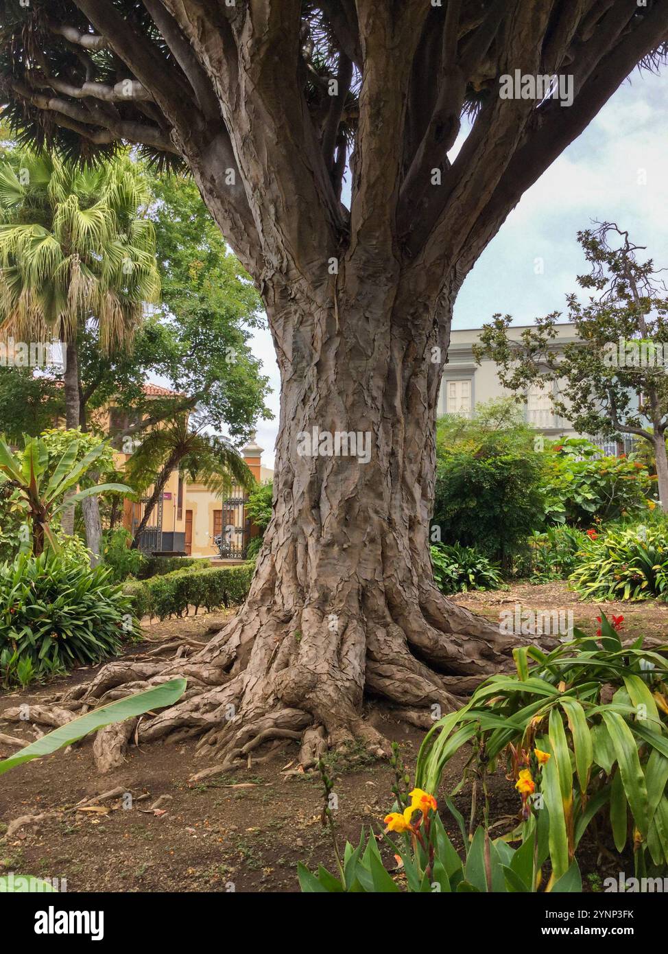 A large tree with thick, textured bark and sprawling roots stands ...