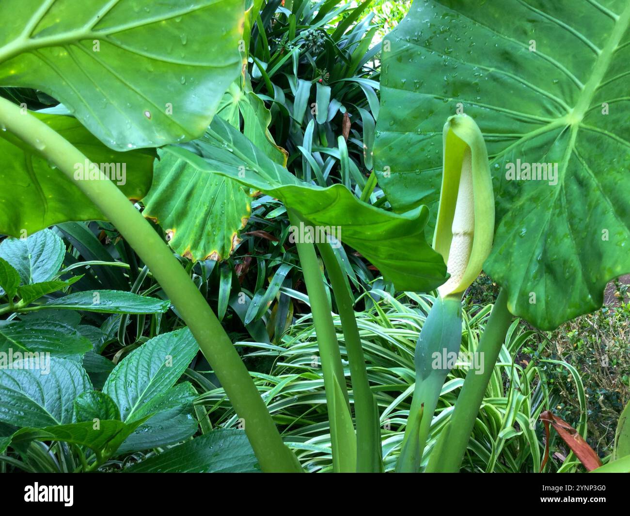 Large leaf prominently hi-res stock photography and images - Alamy