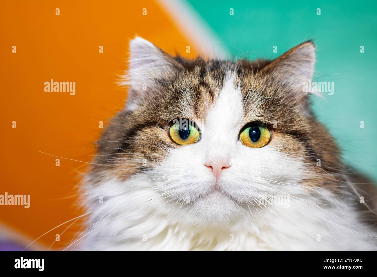 This is a closeup view of a cats delightful face showcasing its ...