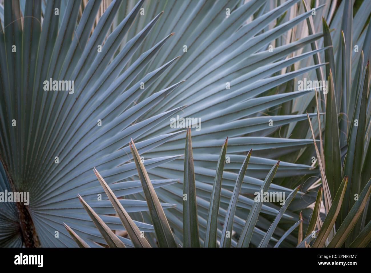 A Bismarck palm tree (Bismarckia nobilis) at Porto Jofre in the ...