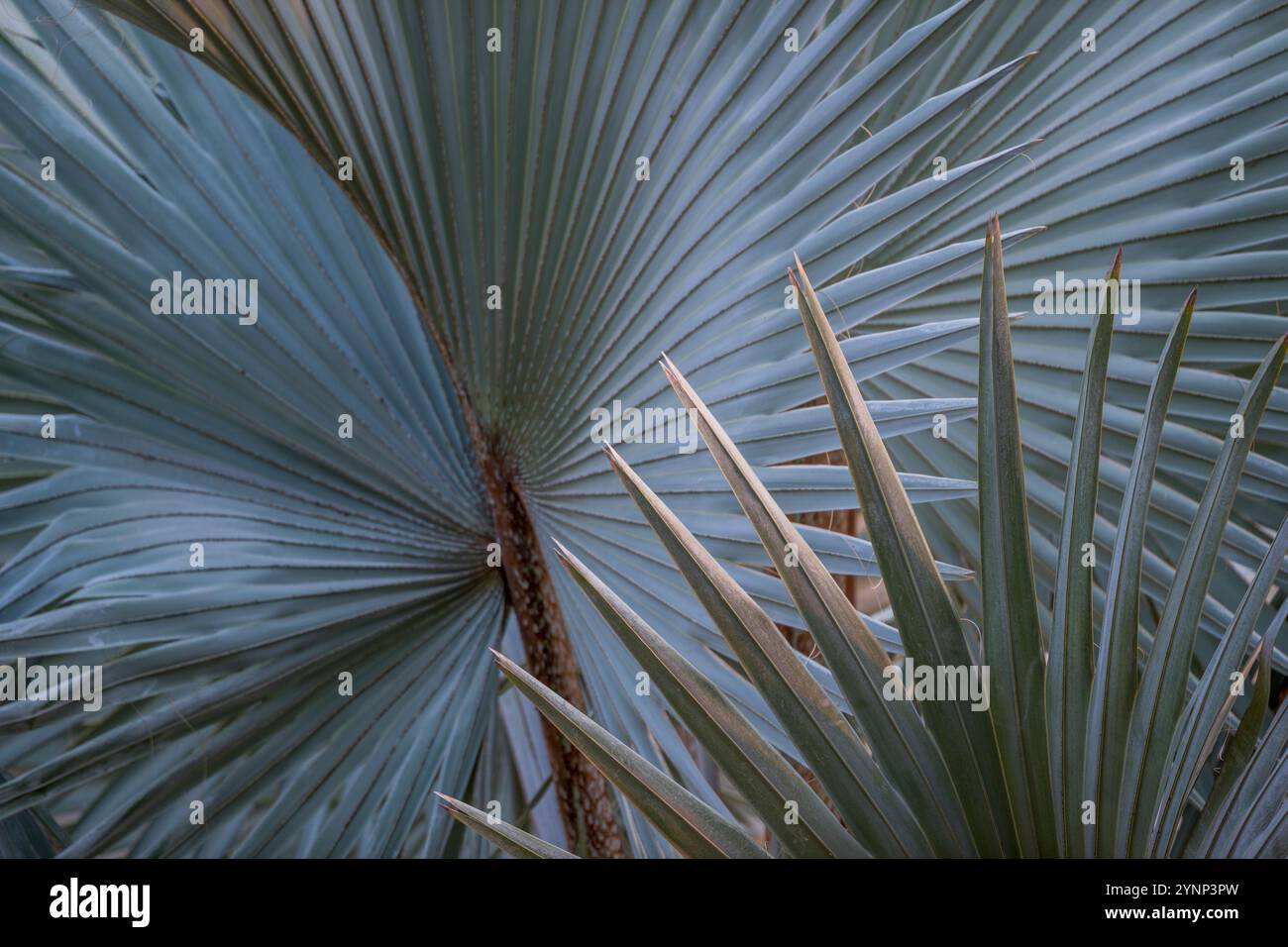 A Bismarck palm tree (Bismarckia nobilis) at Porto Jofre in the ...