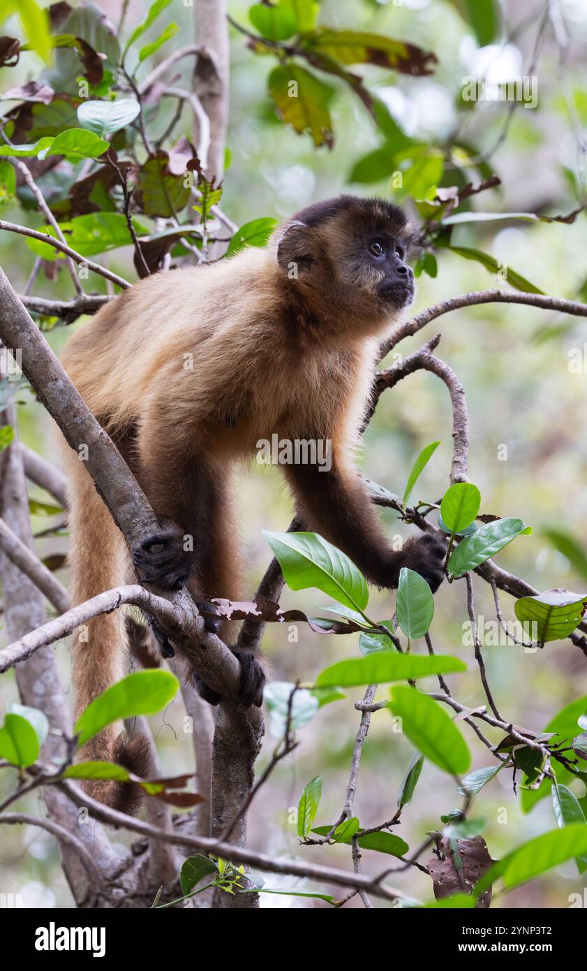 Azaras capuchin, or Hooded Capuchin, Sapajus cay; New World monkey ...