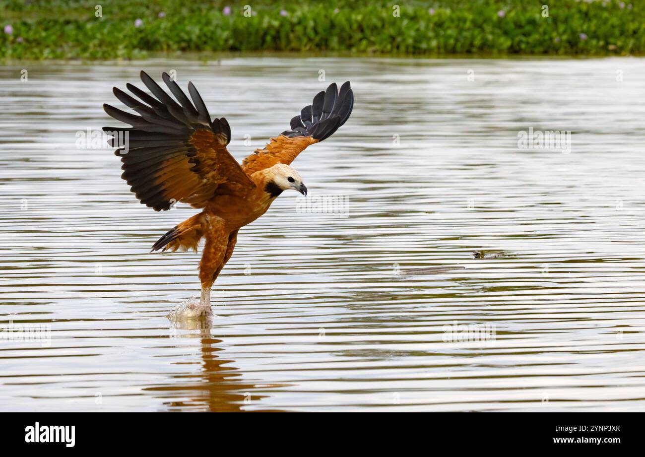Black Collared Hawk, Busarellus nigricollis; catching fish on the river ...