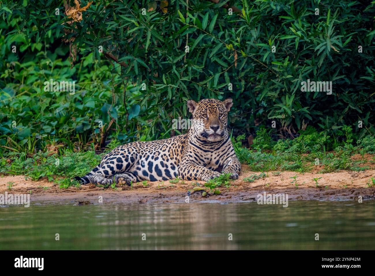 A male Jaguar (Panthera onca) is laying on a beach of the Cuiaba River ...